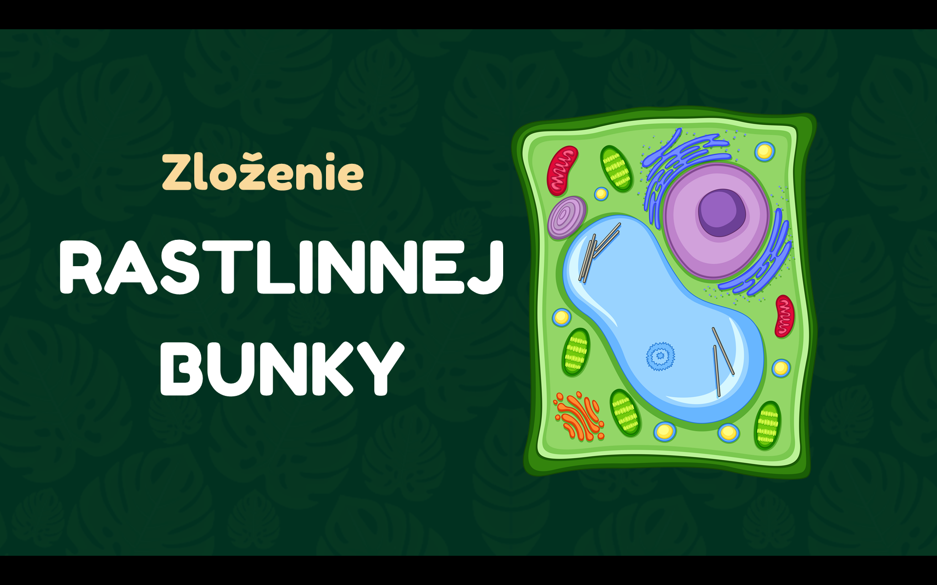 Zloženie rastlinnej bunky - prezentácia - Biológia | UčiteliaUčiteľom.sk